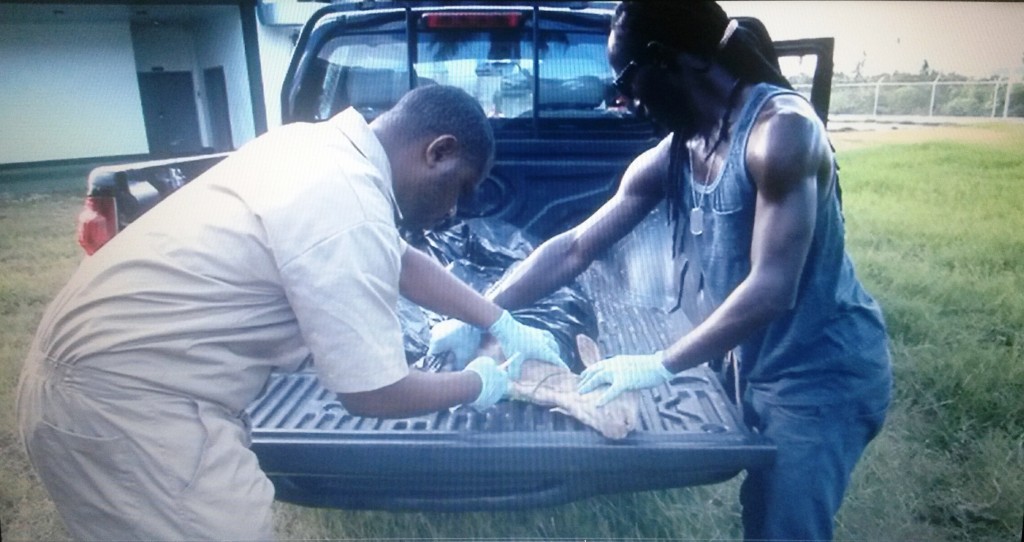 GLDA continues to protect Guyana’s livestock population with safe ...