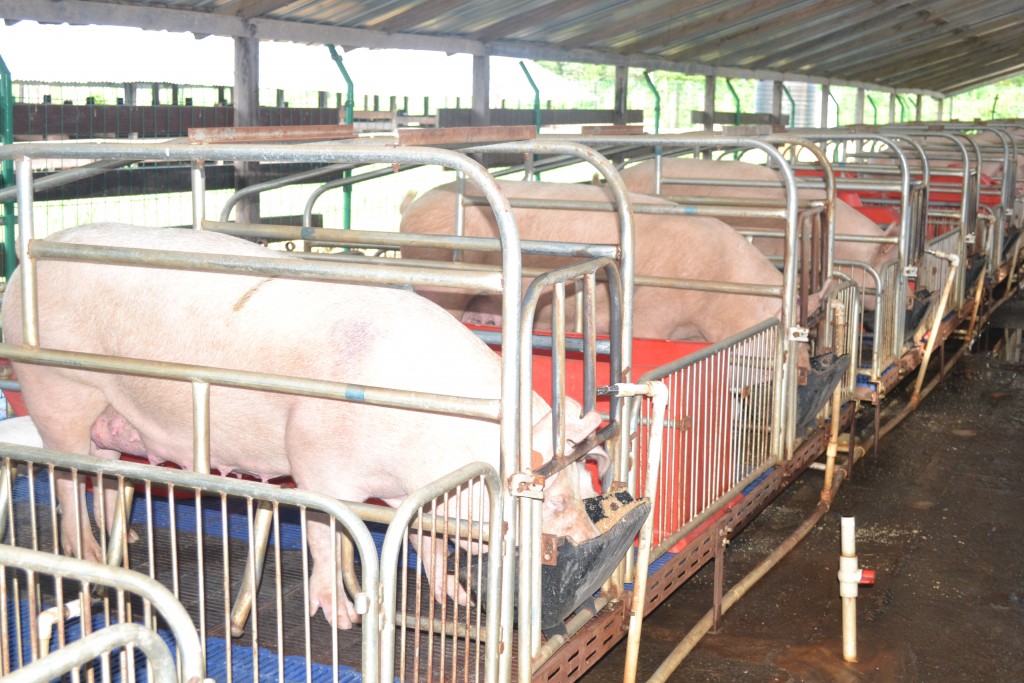 Picture of the day: "Top quality pigs reared in Guyana" - Ministry of ...