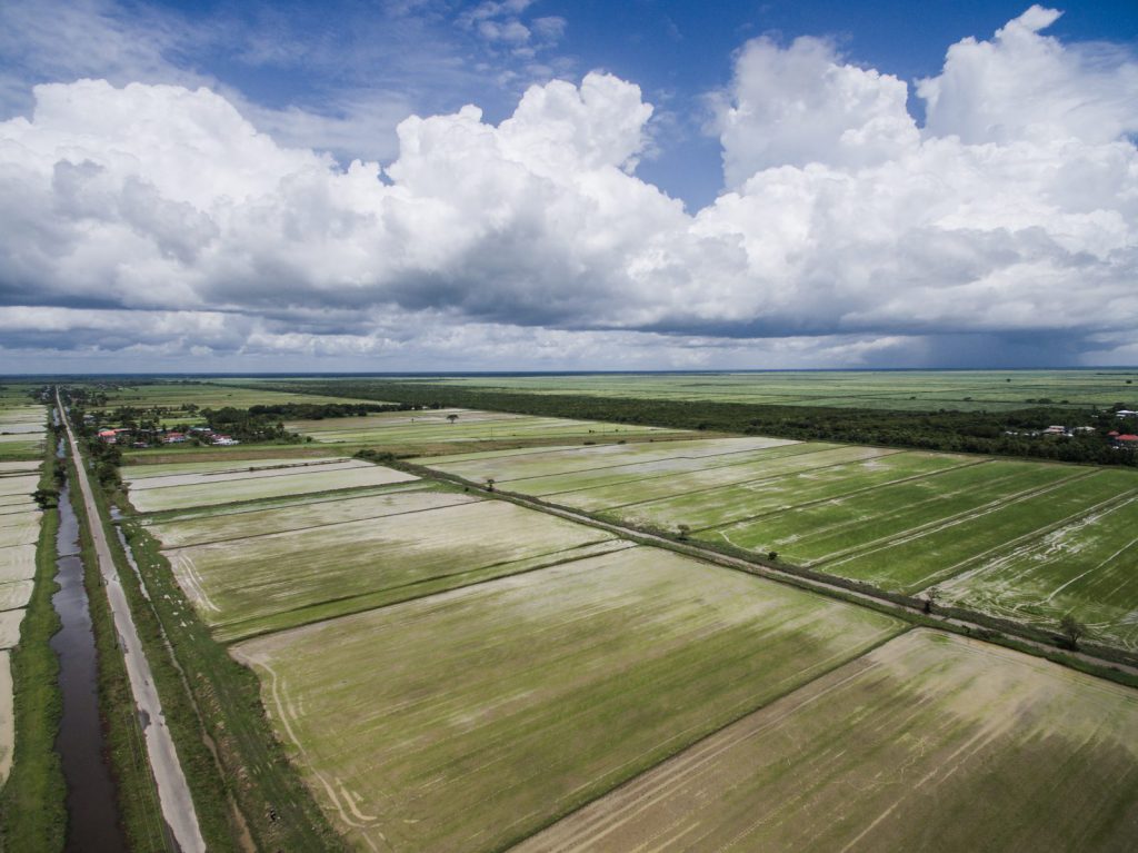 Region 3 rice farmer lauds GRDB 15 rice variety - Ministry of Agriculture