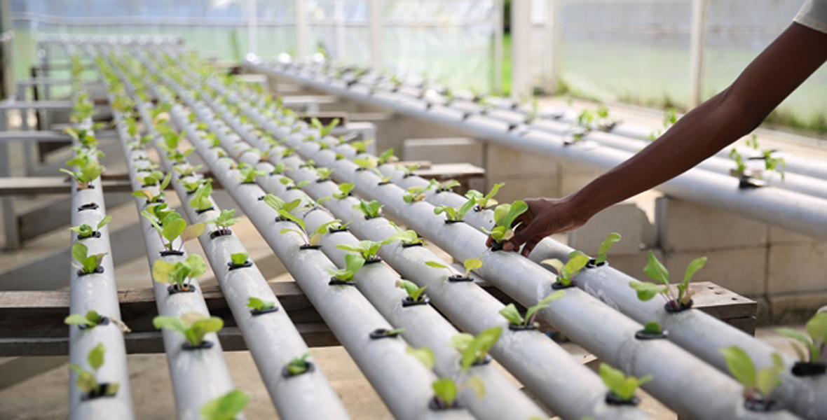 NAREI gets $1.27 B to diversify production - Ministry of Agriculture