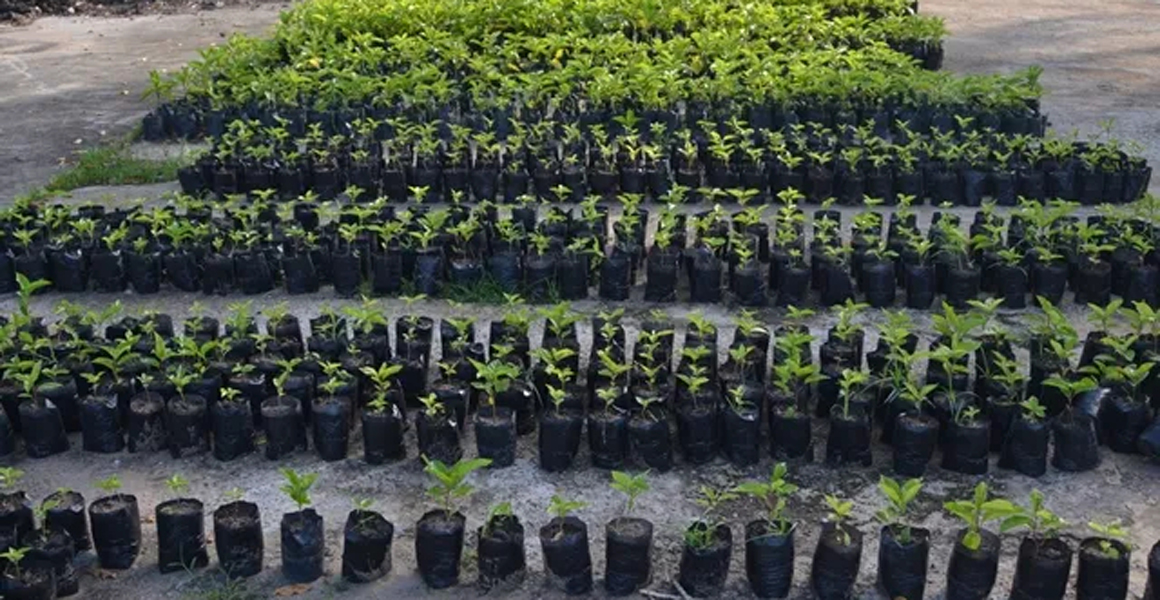 Gov’t advancing nationwide cultivation to meet increasing food demand ...