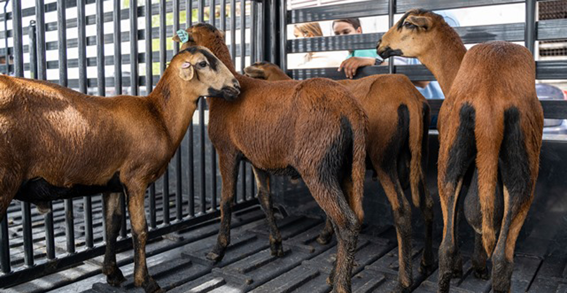 Black Belly Sheep Project making strides locally - Ministry of Agriculture