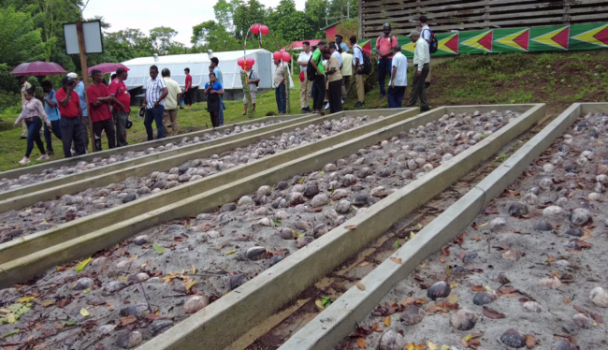 Gov’t continues to invest in expansion of coconut production - Ministry ...