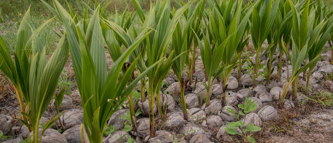 Gov’t advances coconut industry with decentralisation, high-yielding ...