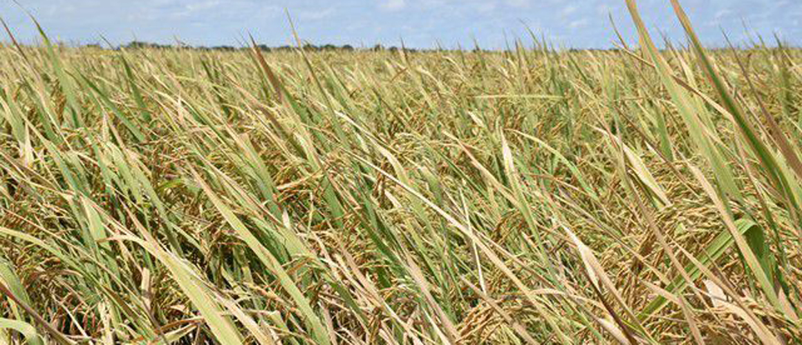 Rice farmers urged to comply with Maximum Residue Limits for pesticides ...