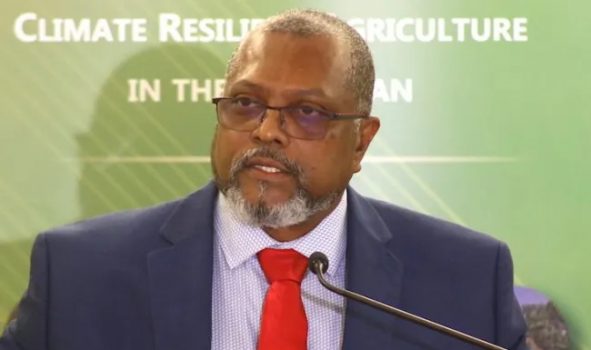 Guyana to receive 300 more black belly sheep from Barbados - Ministry ...