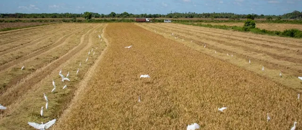 Rice production expanding in Region Nine, more villages to be engaged ...