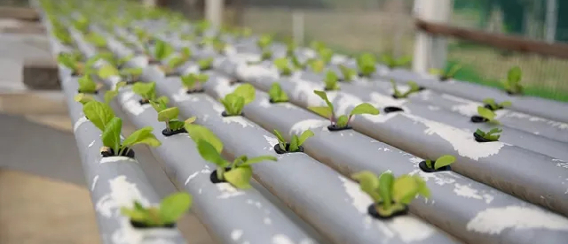 Gov’t advancing use of tissue culture farming technique – Min. Mustapha ...