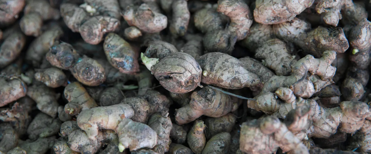 Gov’t working to further push agri. development in Amerindian ...