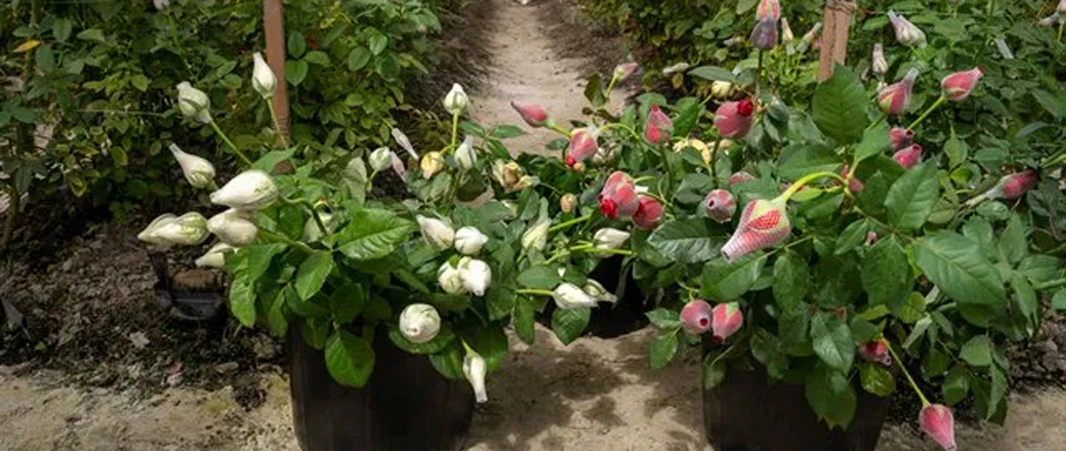 ‘Cut Rose’ Project earns $5.3M in 2023 - Ministry of Agriculture