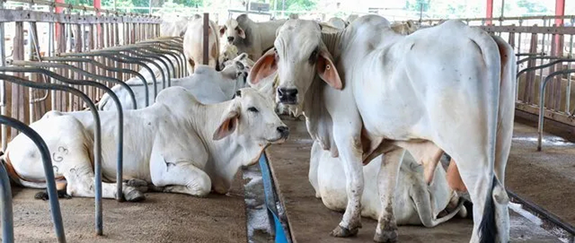 Livestock industry to be propelled further with $1.5B budgetary ...