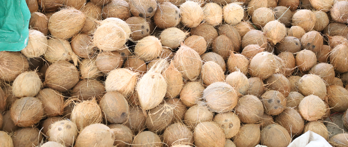 Pomeroon coconut farmers to soon benefit from high-yielding variety to ...